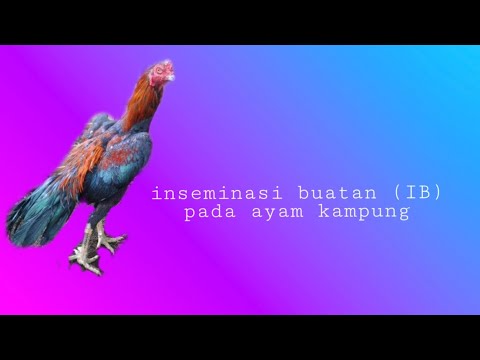Teknik Pengambilan (Sperma) pada ayam pejantan