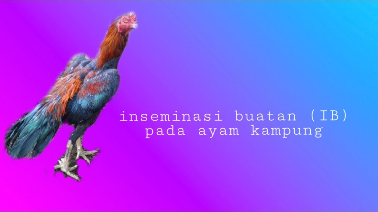 Teknik Pengambilan (Sperma) pada ayam pejantan - YouTube