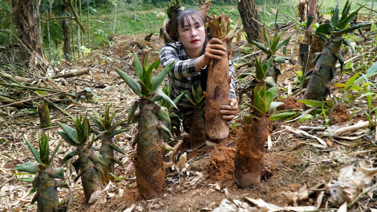 Harvest giant sweet bamboo shoots and bring them to market to sell ...