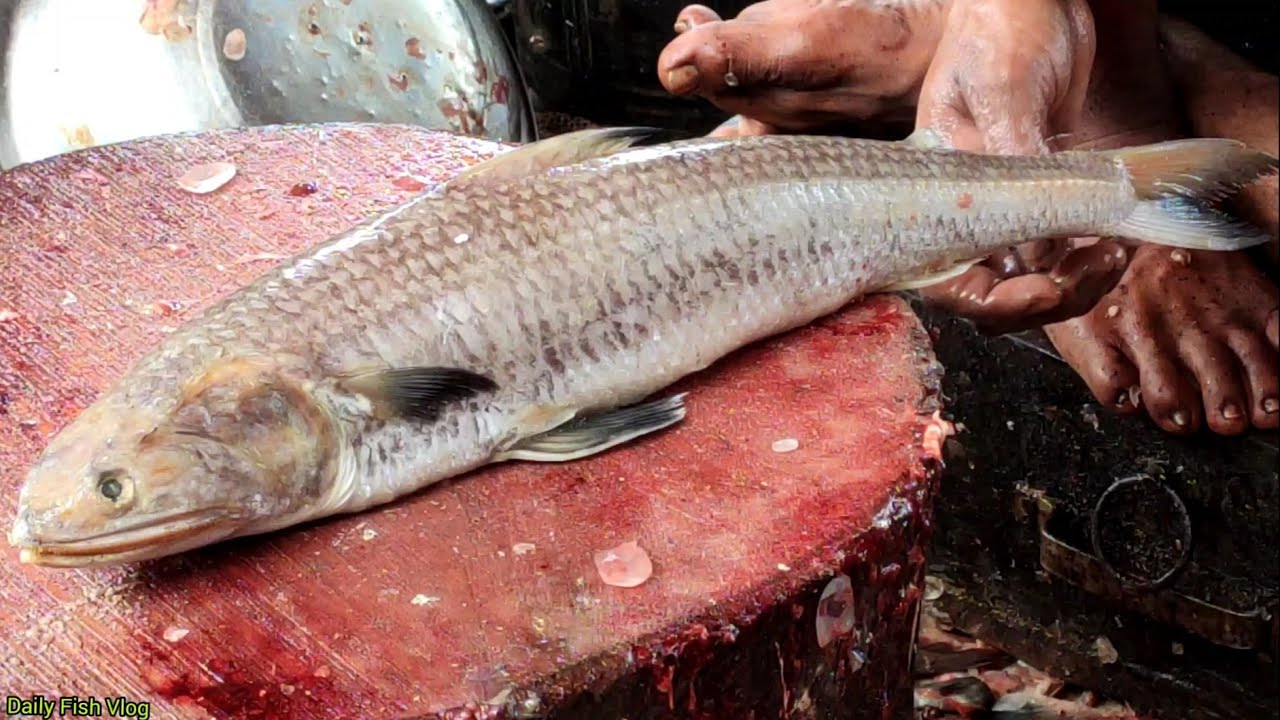 Amazing Huge Bele Fish Cutting Live In Fish Market | Fish Cutting ...