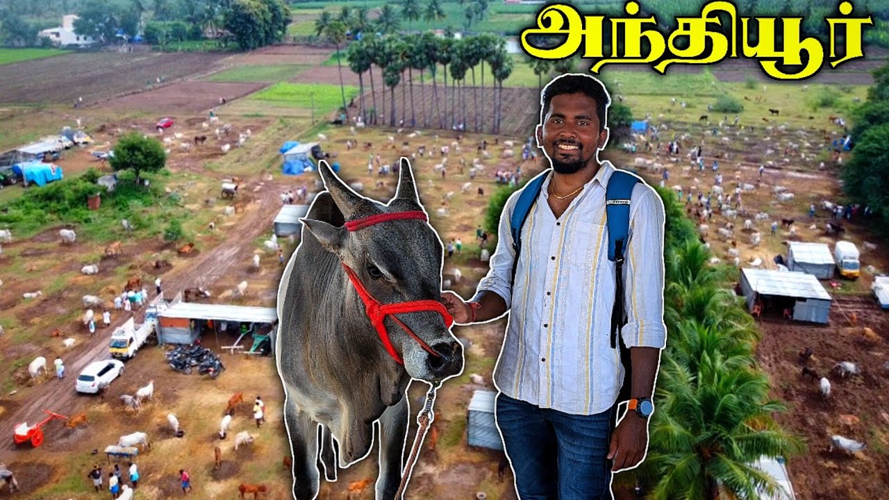 🔥2024 பிரமாண்டமான அந்தியூர் மாட்டு சந்தை💥🐂 | ANTHIYUR GURUNATHASAMY ...