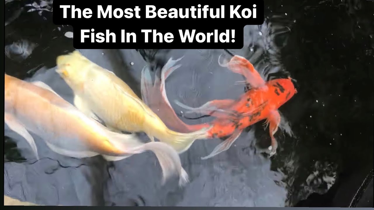 The Most Beautiful Koi Fish In The World! - YouTube