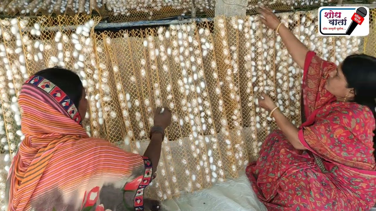 रेशीम उद्योग | रेशीम शेती | तुती लागवड |Reshim Udyog | Reshim Sheti ...