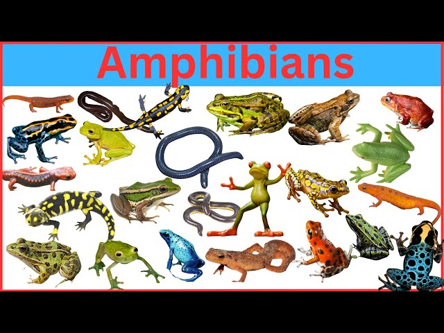 Types Of Amphibians