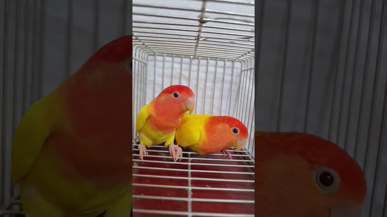 African Love Bird mutation: ALBS 1(non-eyering) opaline - YouTube