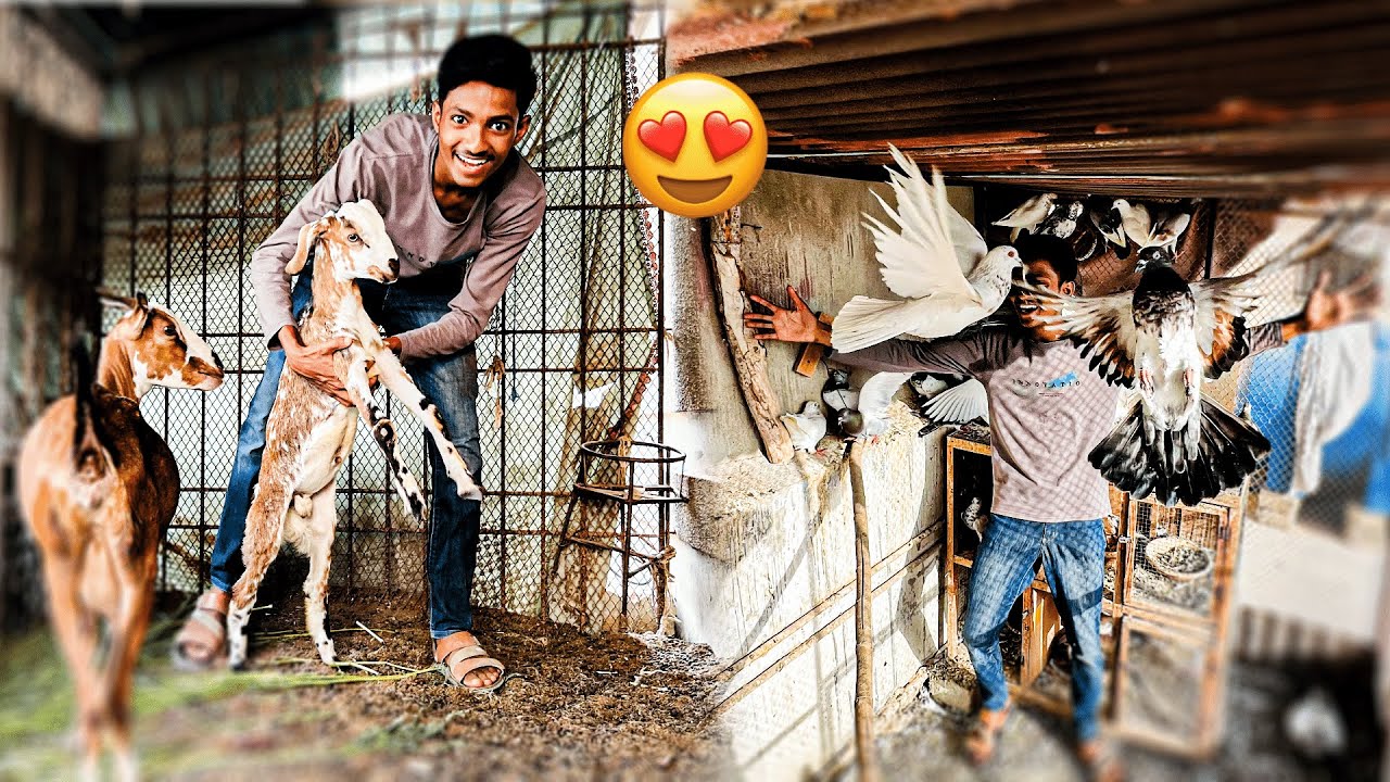 CHOTA SA MINI ZOO ! 😍 #mandi - YouTube