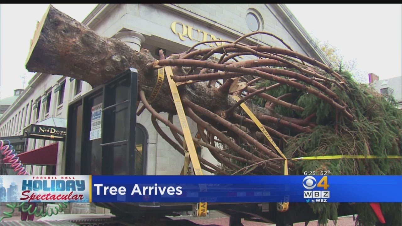 60-Foot Tree For Faneuil Hall Marketplace Spectacular Arrives In Boston ...