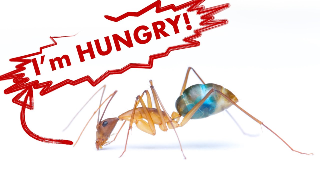 What, Why, and How to Feed Your Ant Colony: Ant ants hide to eating ...
