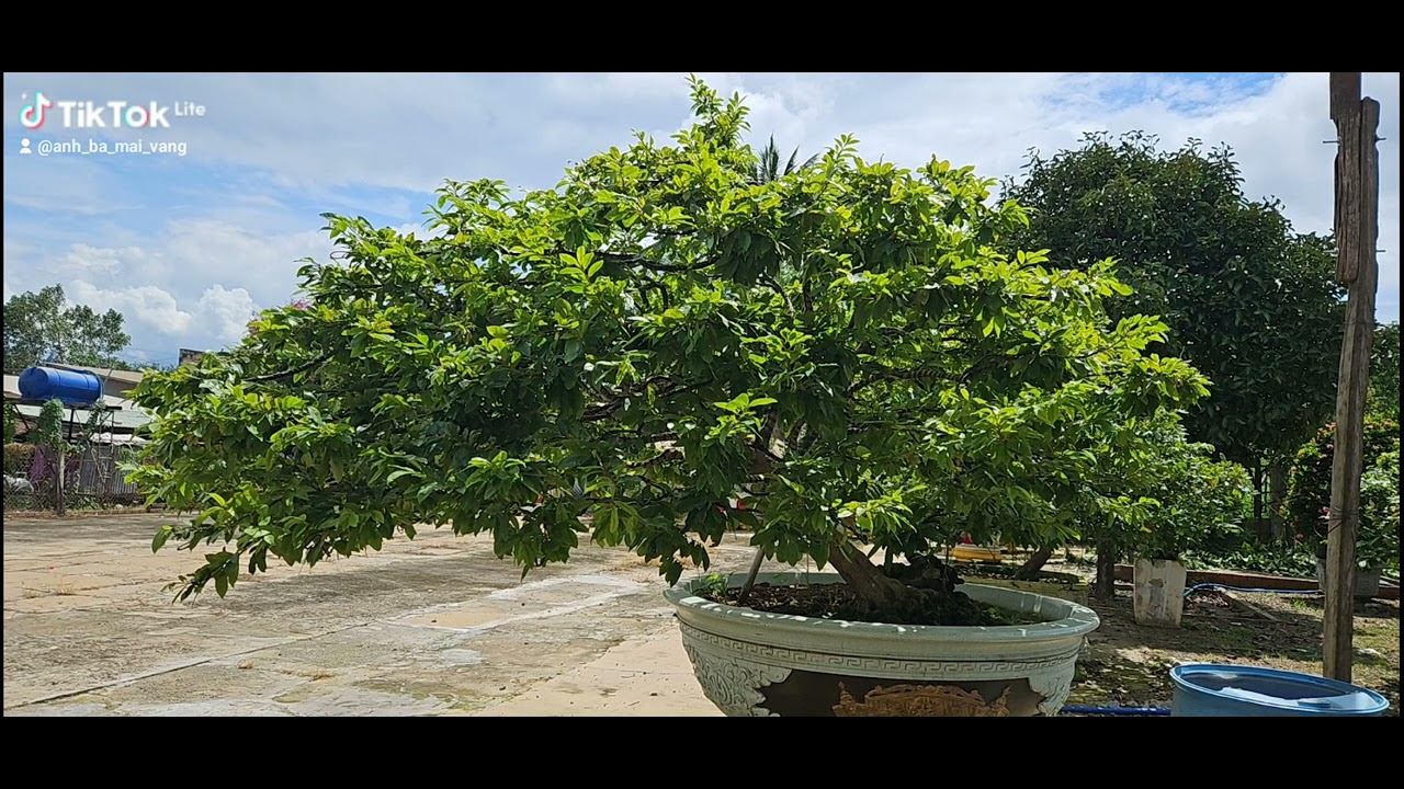 13 tháng 5, 2025 - YouTube