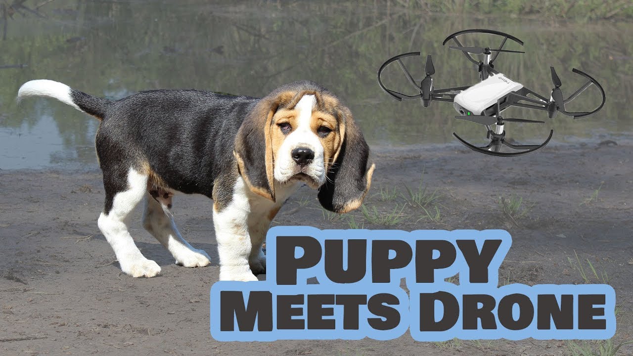 Cute beagle puppy meets drone | Toby The Beagle - YouTube