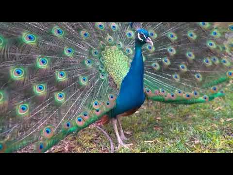 Beautiful Nature Status Video || Nature Video || Status Video ||#status #hindi #statustostatus