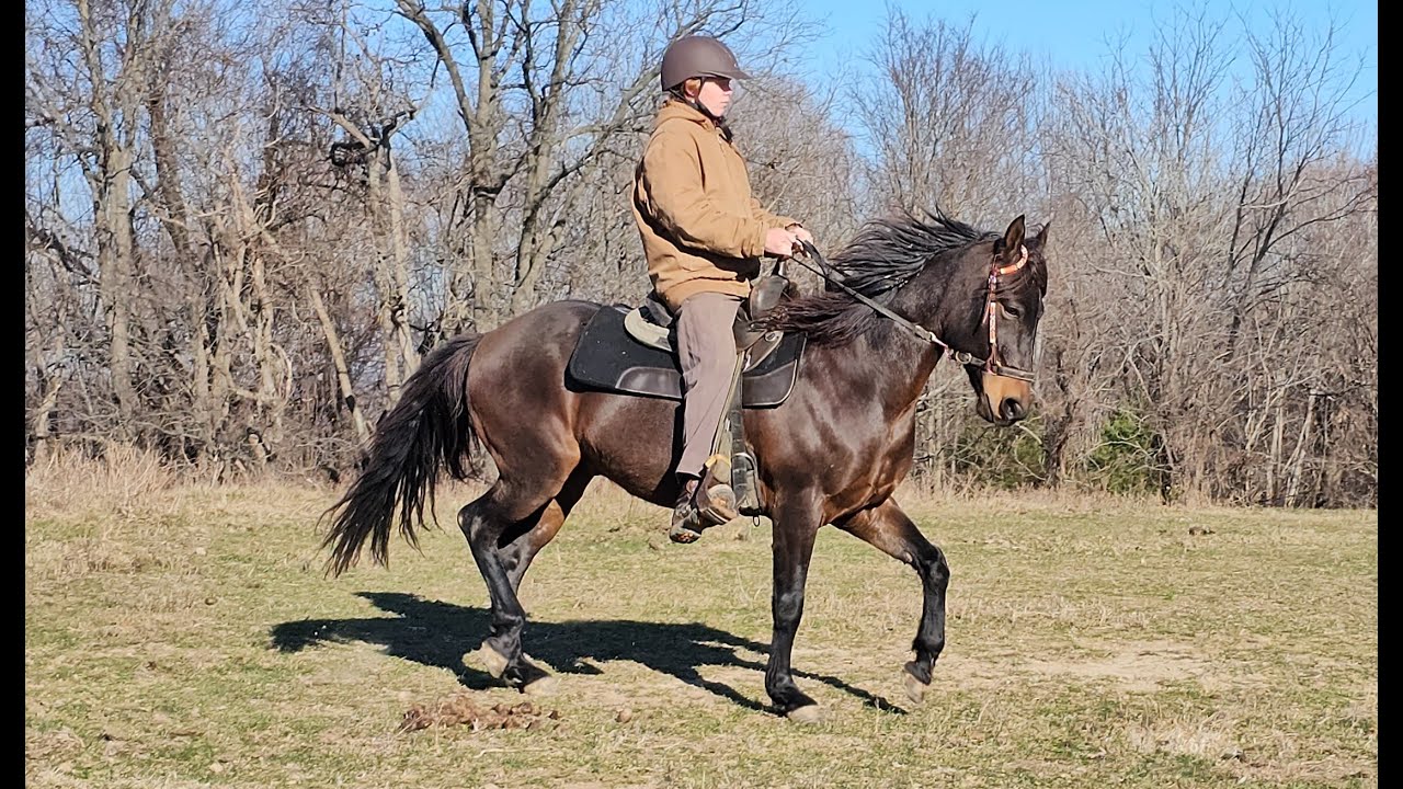 SOLD "Scout" 10yr Bay 13.2h Paso Fino Gelding Trail Pleasure - YouTube