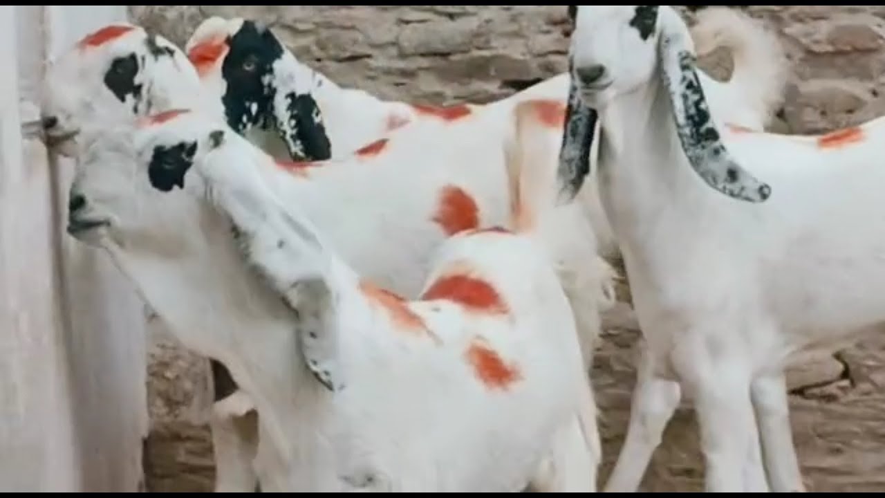 beautiful khassi Goats all Kajla pattern Zakir bhai - YouTube