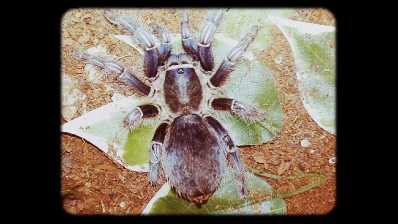 Praying Mantis - Love at First Sight? - YouTube