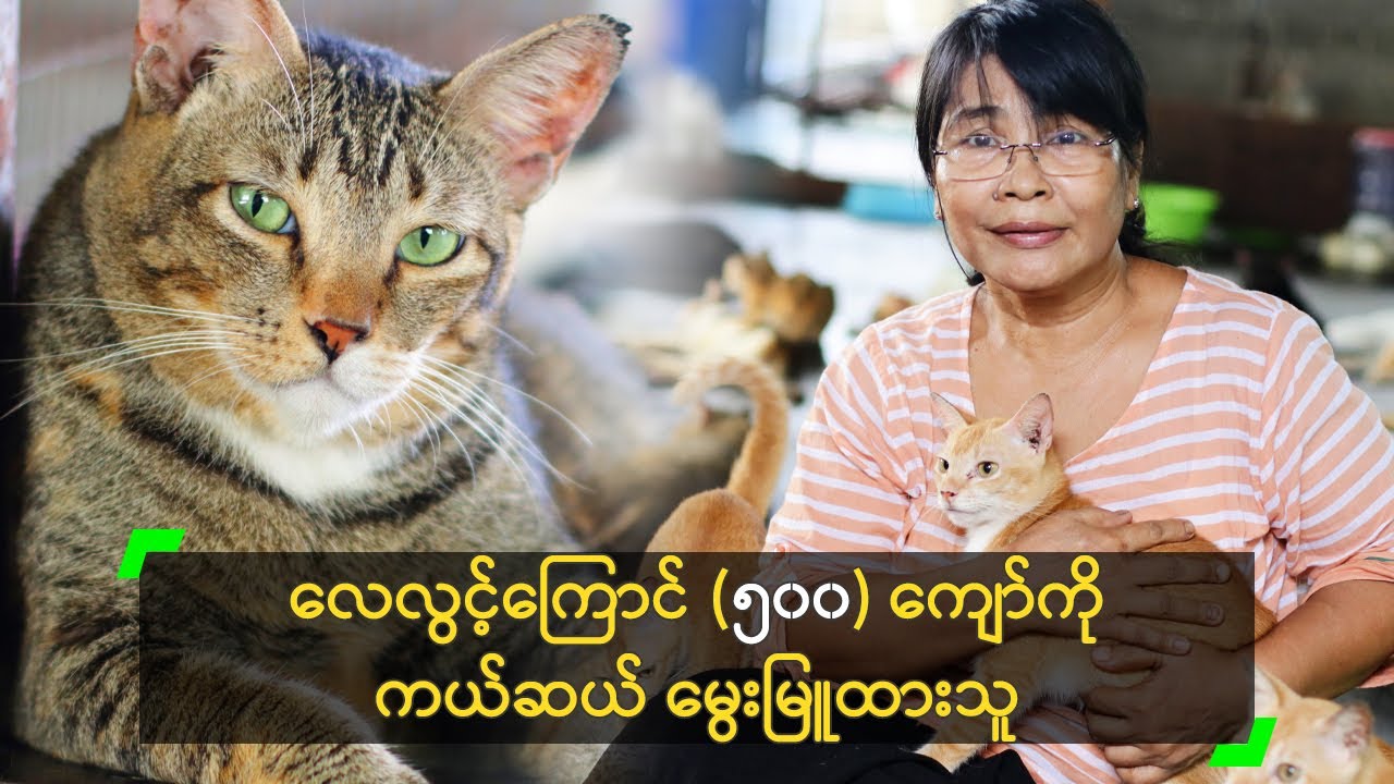 လေလွင့်ကြောင် ၅၀၀ ကျော်ကို ကယ်ဆယ် မွေးမြူထားသူ Youtube