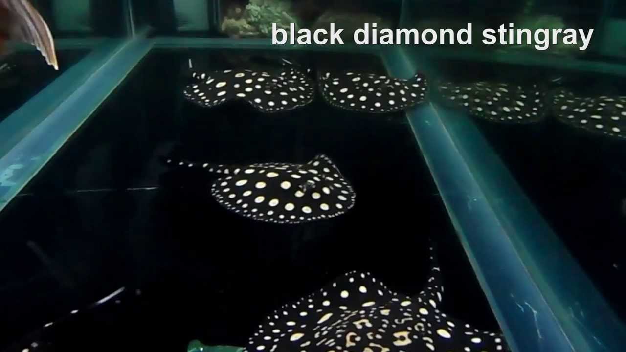 black diamond stingray - YouTube