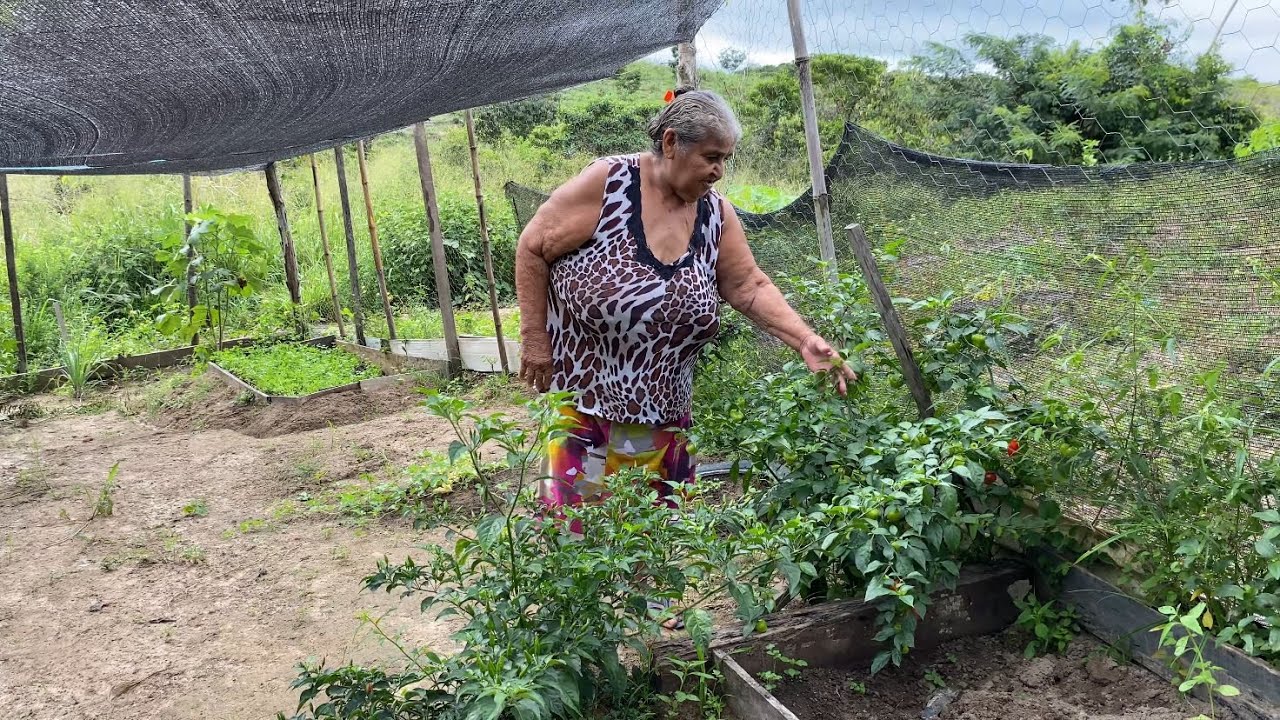VIDA NA ROÇA, VEJAM COMO ESTÃO INCRÍVEIS OS PÉS DE PIMENTAS 🌶️ PATINHOS ...