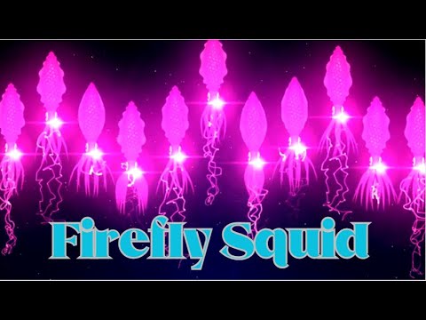 Discover the Mesmerizing Glow of the Enigmatic Firefly Squid—Nature's ...