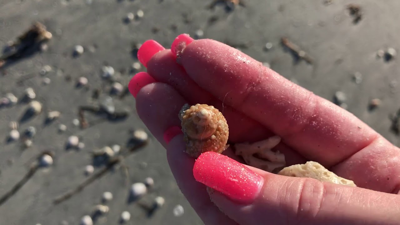 Shelling in Ankle Deep Water at Sand Key Beach Clearwater Florida - YouTube