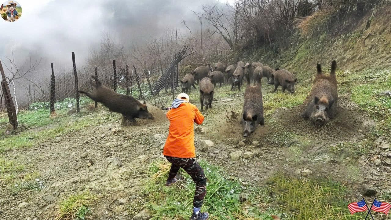 Wild Boar Attacks Farm On Mountainside - Hunter Immediately ...