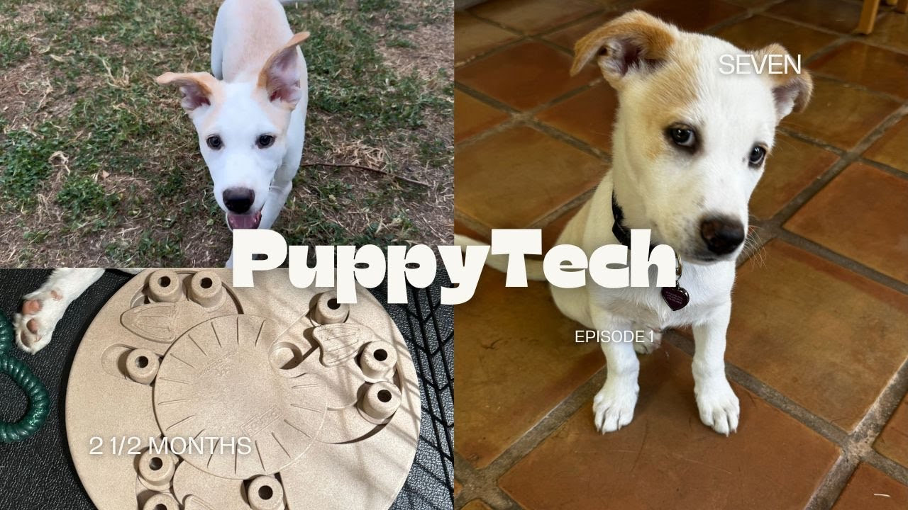 Pet Tech - Outward Hound Dog Worker Puzzle Game - YouTube