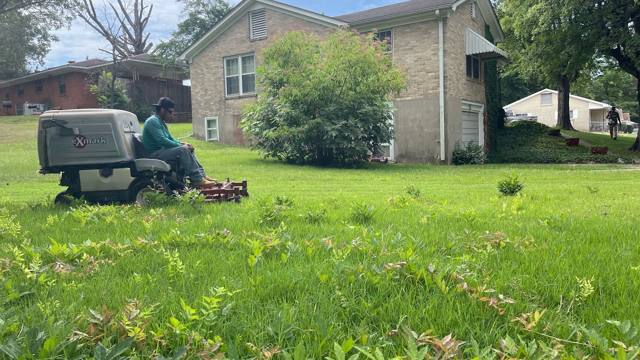 INVASIVE VINE encroaching on LARGE corner lot. CUT BAG and MANICURE ...