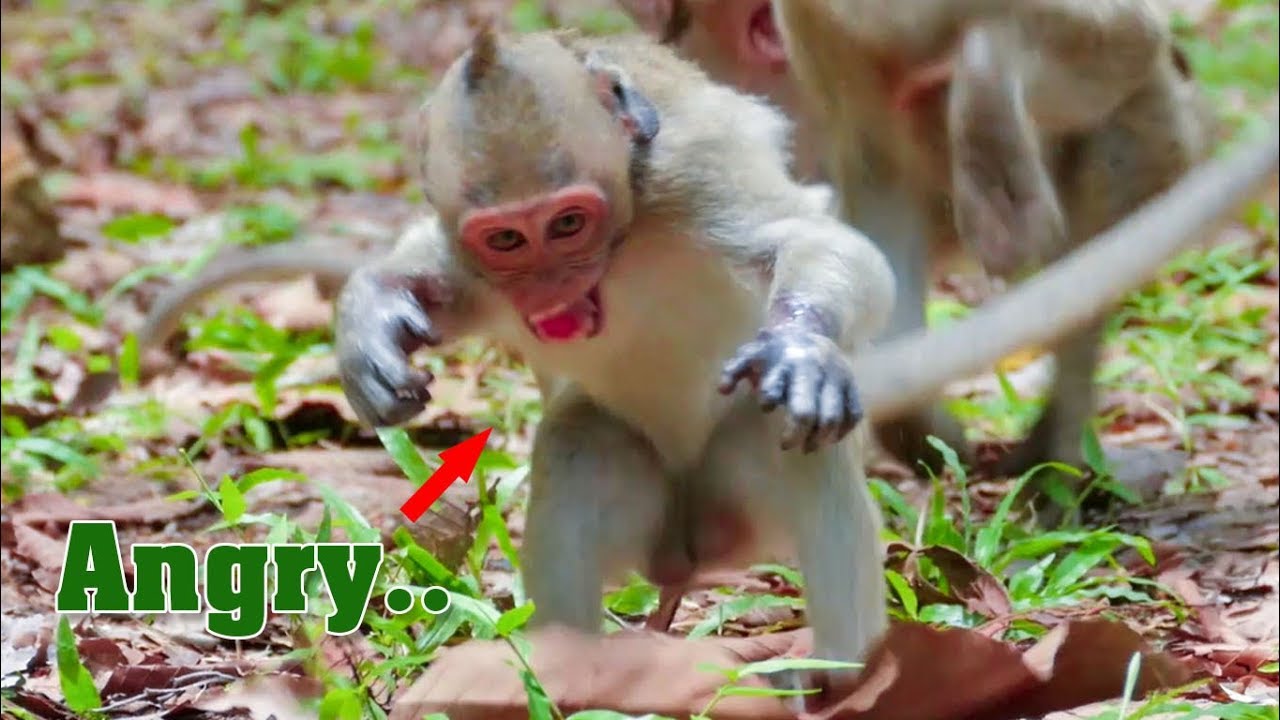 Top Angry!!! Adult Monkey Janet Shout Out Loudly Angry Friends Step On ...