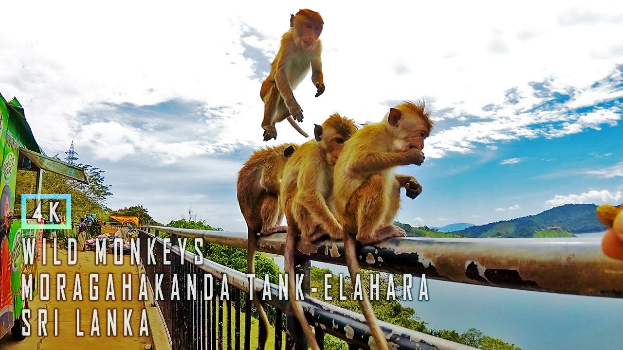 Wild Monkeys | Moragahakanda Tank | Sri Lanka walk | Travel Sri Lanka ...