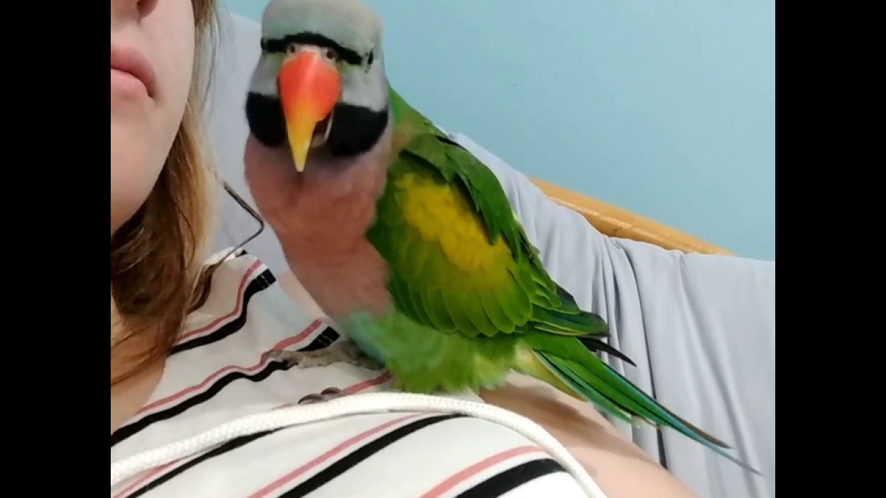 Moustache Parakeet Crying Like Baby - YouTube