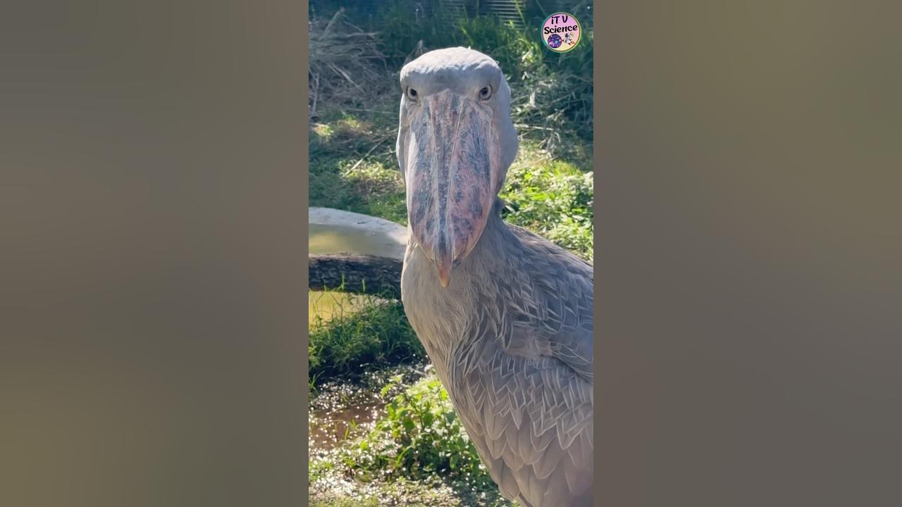 shoebill stork bird #sciencefacts #science - YouTube