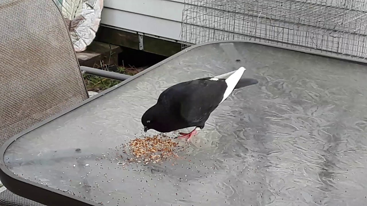 Stray pigeon still here. @ taino loft (brod681) - YouTube