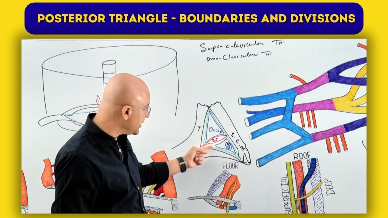 Posterior Triangle | Boundaries and Divisions | Anatomy - YouTube