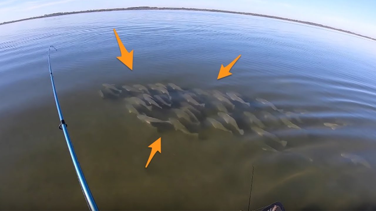 Epic Line-Screaming Inshore Fishing Action (Tony Acevedo Highlight ...