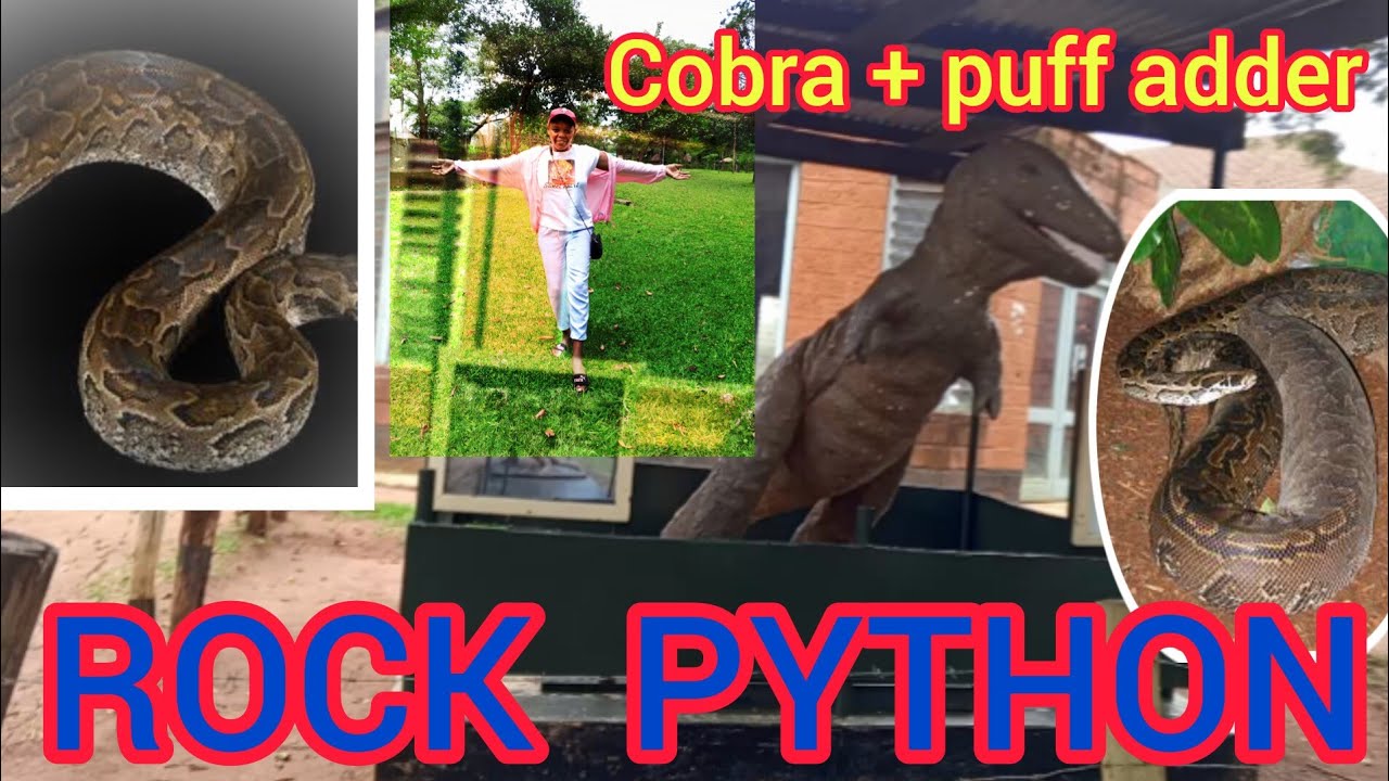 Giant African Rock python in Kenya #kenya #snake #museum #africa # ...