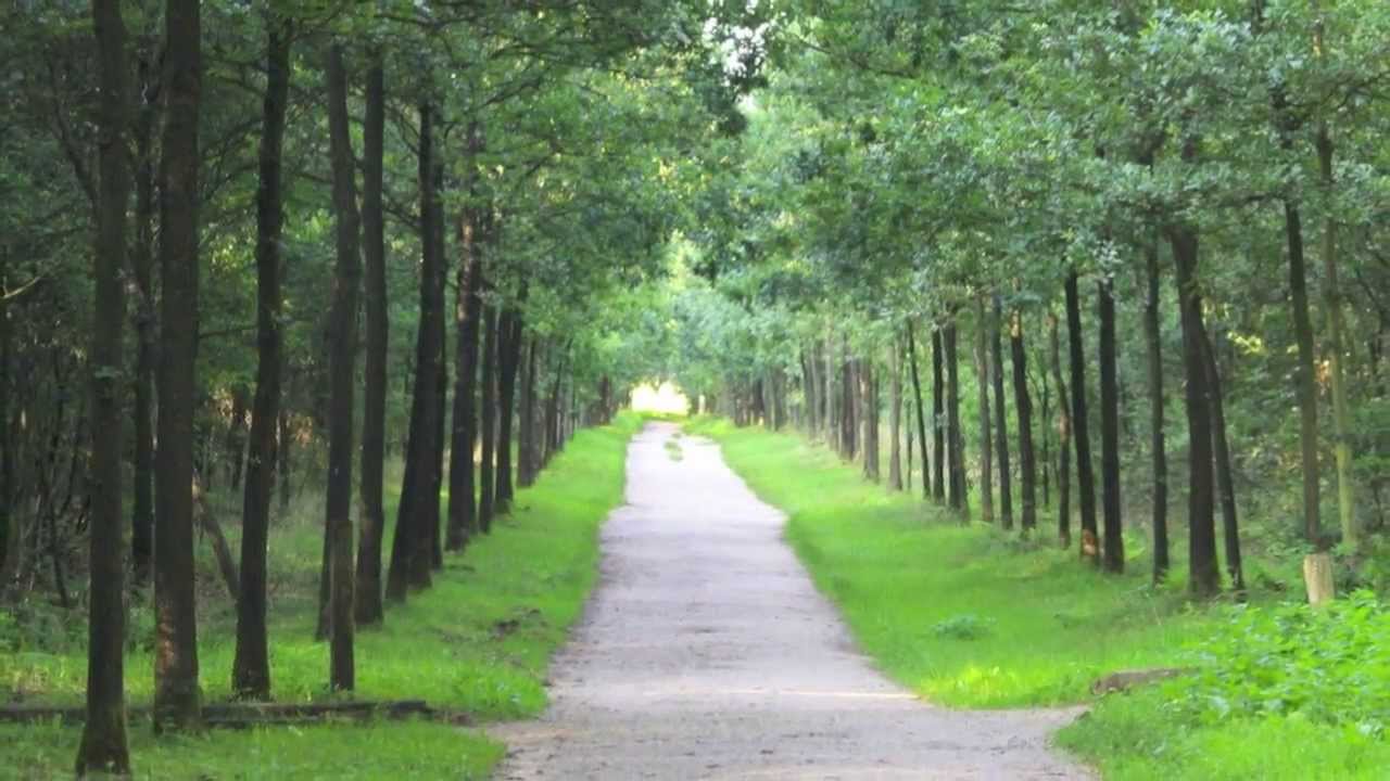 "Echoes of the Renaissance Forest" - An Original Composition - YouTube