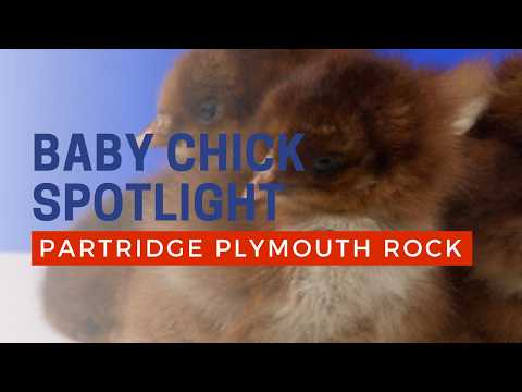 Partridge Plymouth Rock Chicken Breed - YouTube