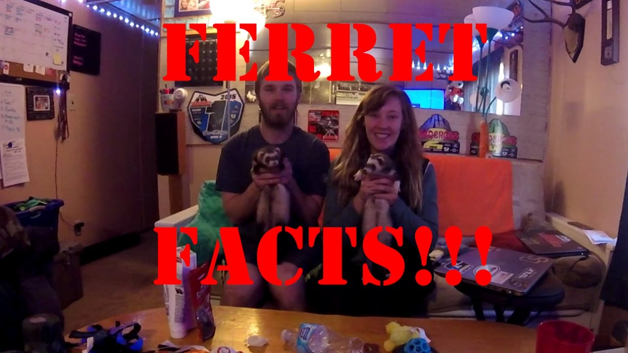 Ferret facts! Toys! and scruffing - YouTube