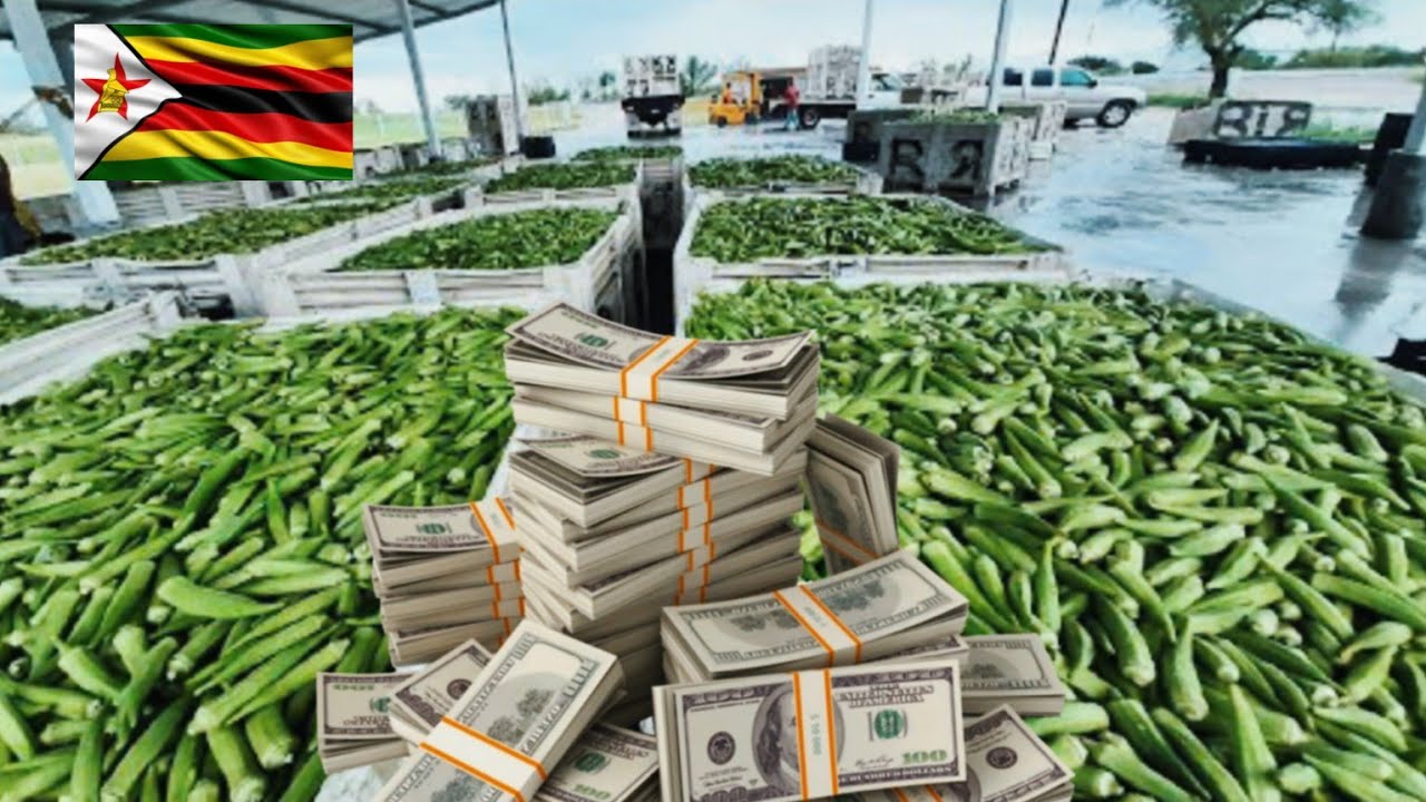 How Much Money A Farmer Can Make Growing 1 Hectre Of Okra (Derere) In ...