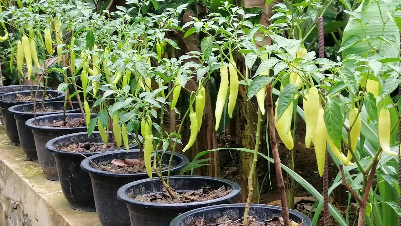 My Organic Capsicum farm | Pee Farming 💦| Banana pepper 🌶️ | No ...