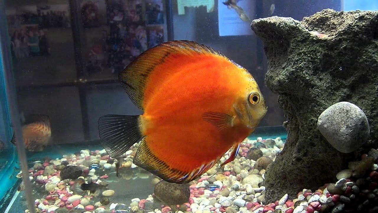 Funny Tropical Fish July 12, 2012 - YouTube