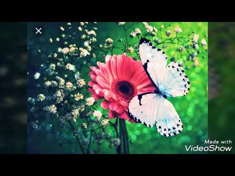 Tebiet mənzərəli whatsapp statusu