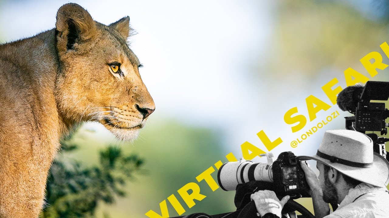 VIRTUAL SAFARI: ULTIMATE GAME DRIVE HIGHLIGHTS #52 - Londolozi TV - YouTube
