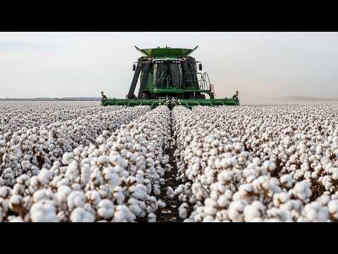 Cotton Cultivation and Harvest Technology | Inside Cotton Processing at the Factory