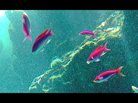 ハナゴイ Amethyst anthias, Purple queen Mirolabrichthys pascalus ...