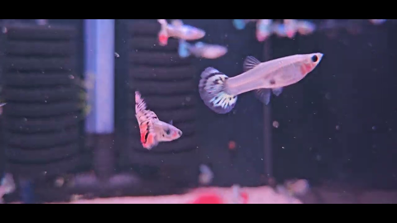 Gupik Tiger - YouTube