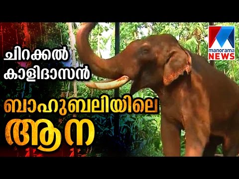 Chirakkal Kalidasan gets fame with Bahubali 2 | Manorama News