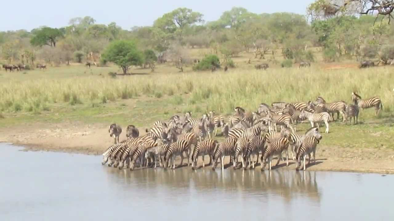 Kudde zebra's aan de waterkant, Krugerpark - YouTube