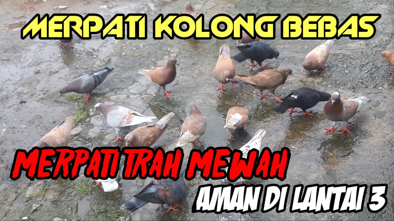 PACEKAN MERPATI KOLONG MEWAH ADA DISINI // TEAM KENWOOD // TEAM BARON ...