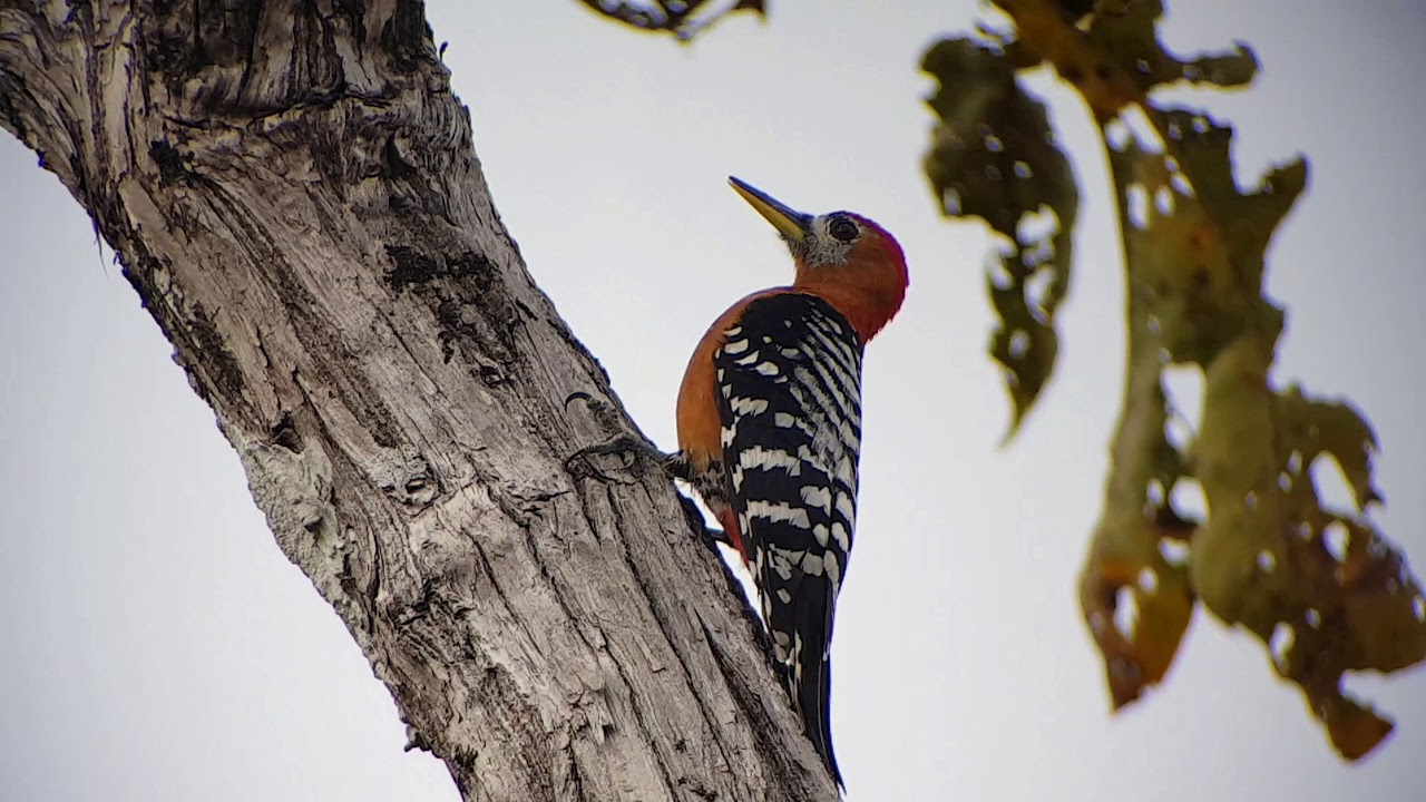 Amazing bird call or song, Rufous-bellied Woodpecker Video by bird ...