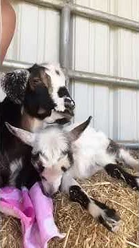Goats: Vinnie and Herbie BFFs - YouTube